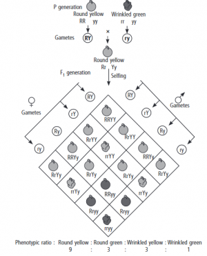 Answer 7 - MTG Learning Media Resources